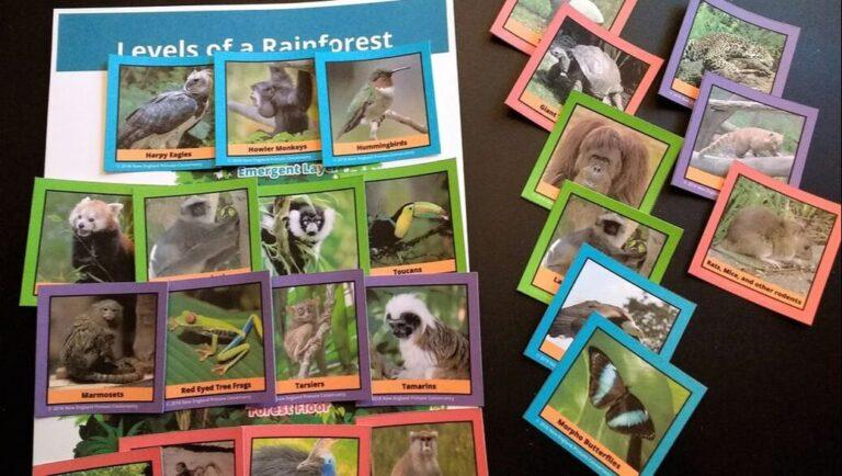 Tropical Rainforests: Rainforest Matching Game | New England Primate ...