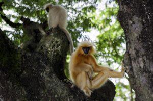 Langurs | New England Primate Conservancy