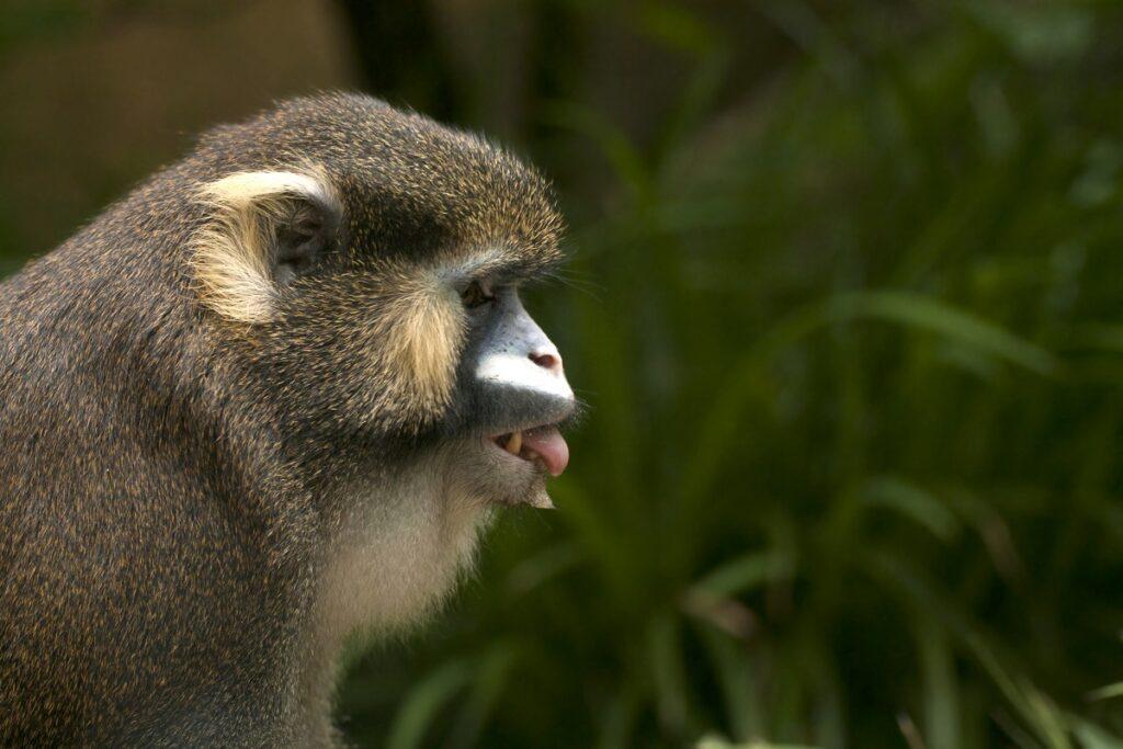 Moustached Guenon, Cercopithecus cephus – New England Primate Conservancy