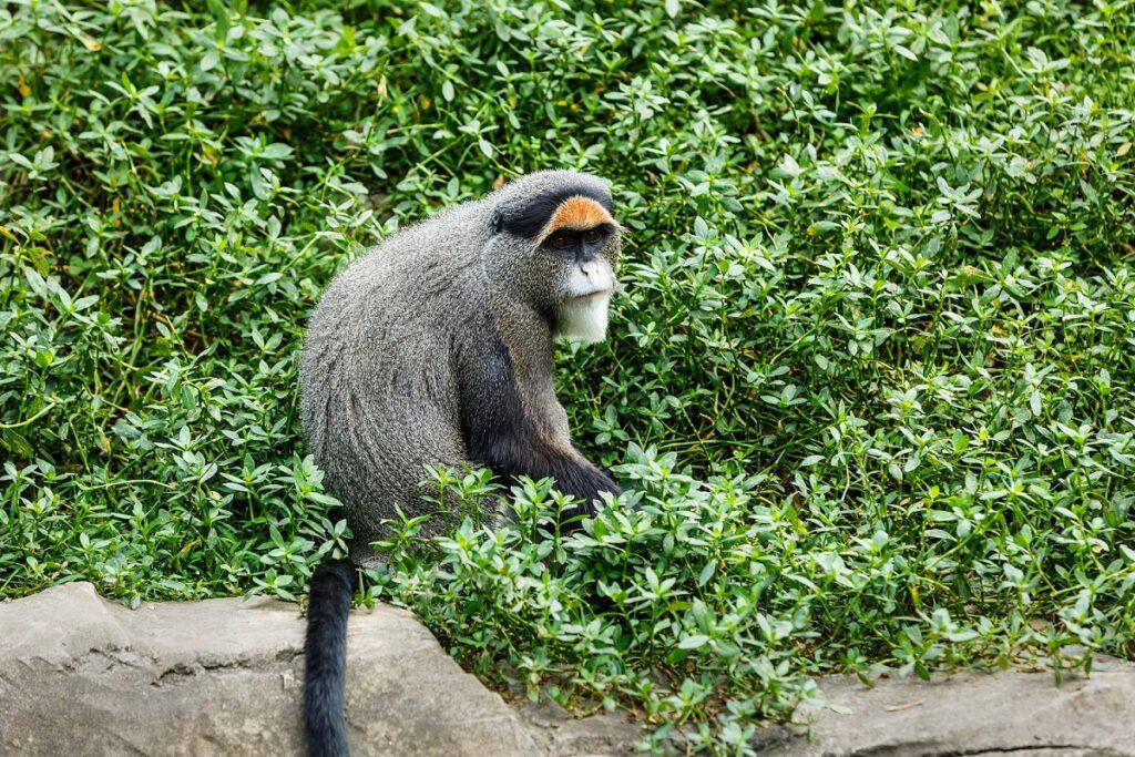 Guenons | New England Primate Conservancy