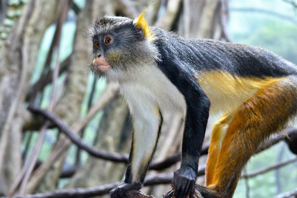 Guenons | New England Primate Conservancy