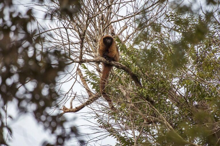 Titi Monkeys | New England Primate Conservancy
