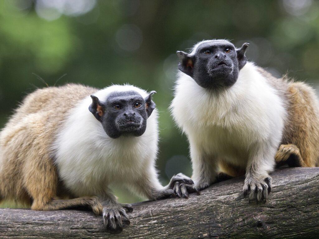 Tamarins | New England Primate Conservancy