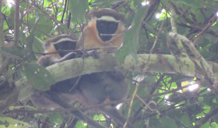 Guenons | New England Primate Conservancy