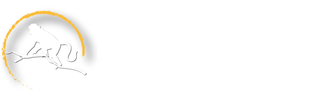 Rondo Dwarf Galago, Paragalago rondoensis - New England Primate Conservancy