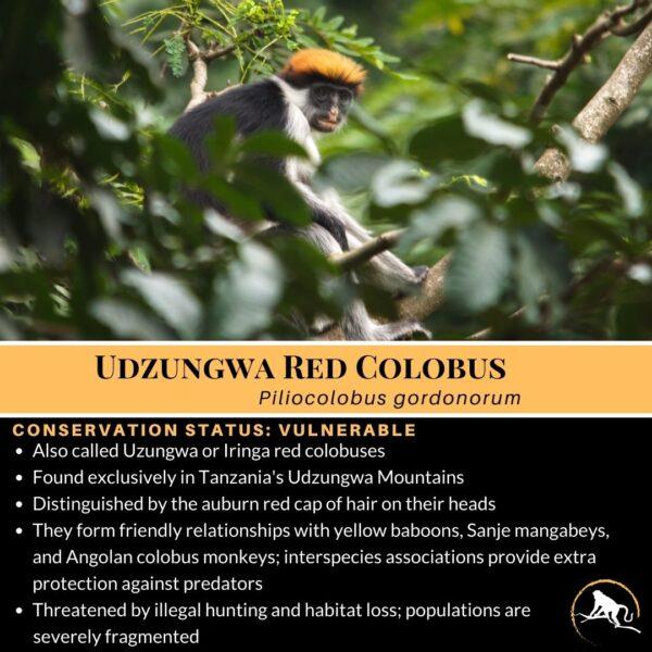 Udzungwa red colobus, Piliocolobus gordonorum - New England Primate ...