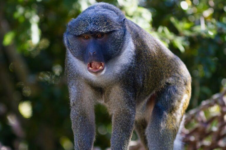 Allen’s Swamp Monkey, Allenopithecus nigroviridis | New England Primate ...