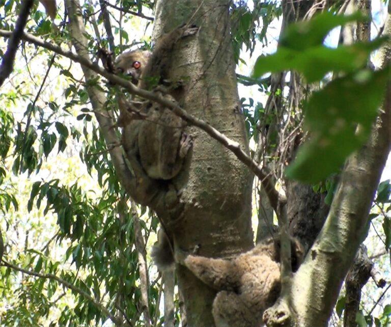 Bemaraha Woolly Lemur, Avahi cleesei - New England Primate Conservancy