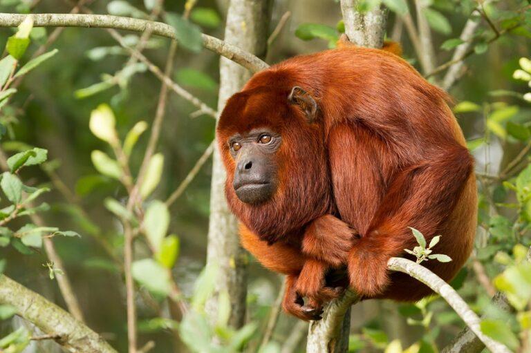 Colombian Red Howler, Alouatta seniculus - New England Primate Conservancy