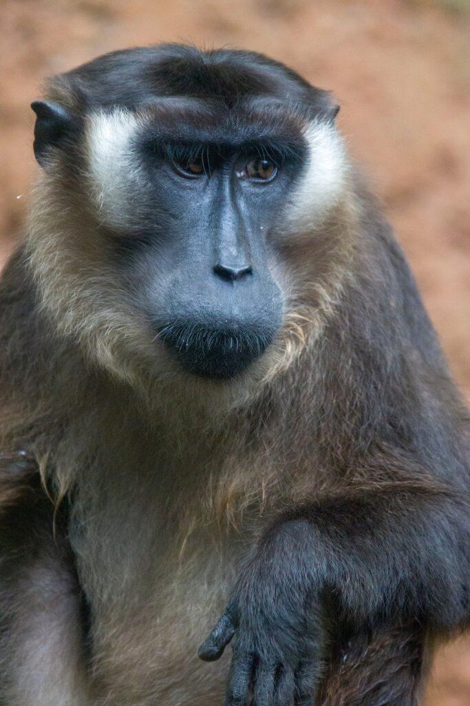 Pagai Island Macaque, Macaca pagensis - New England Primate Conservancy