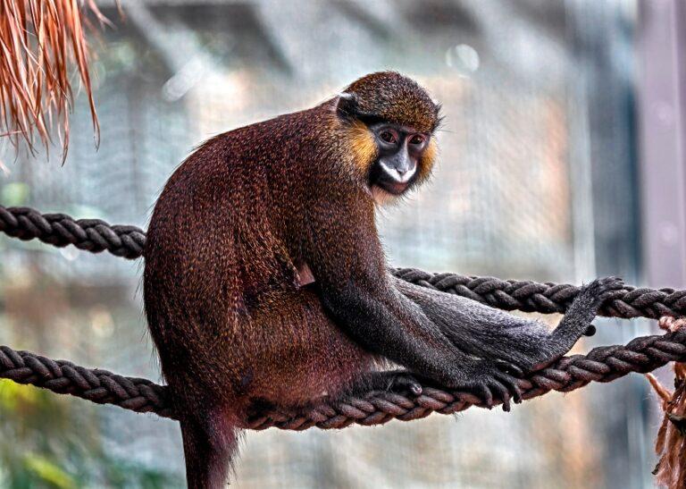 Moustached Guenon, Cercopithecus cephus – New England Primate Conservancy