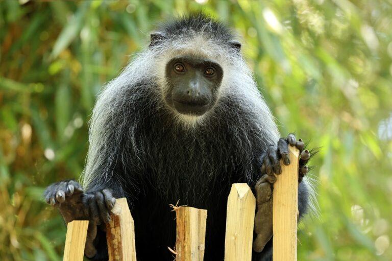 King Colobus, Colobus polykomos - New England Primate Conservancy
