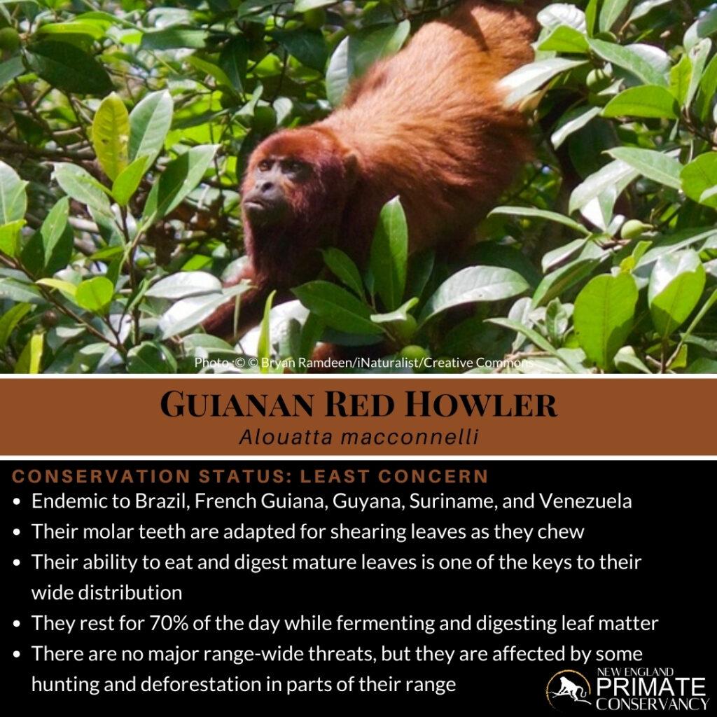 Guianan Red Howler, Alouatta macconnelli - New England Primate Conservancy