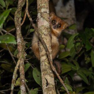 Goodman’s Mouse Lemur, Microcebus lehilahytsara - New England Primate ...