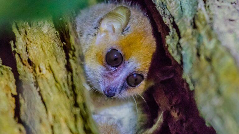 Goodman’s Mouse Lemur, Microcebus lehilahytsara - New England Primate ...