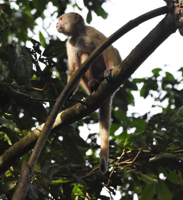 Trinidad White-fronted Capuchin, Cebus trinitatis - New England Primate ...