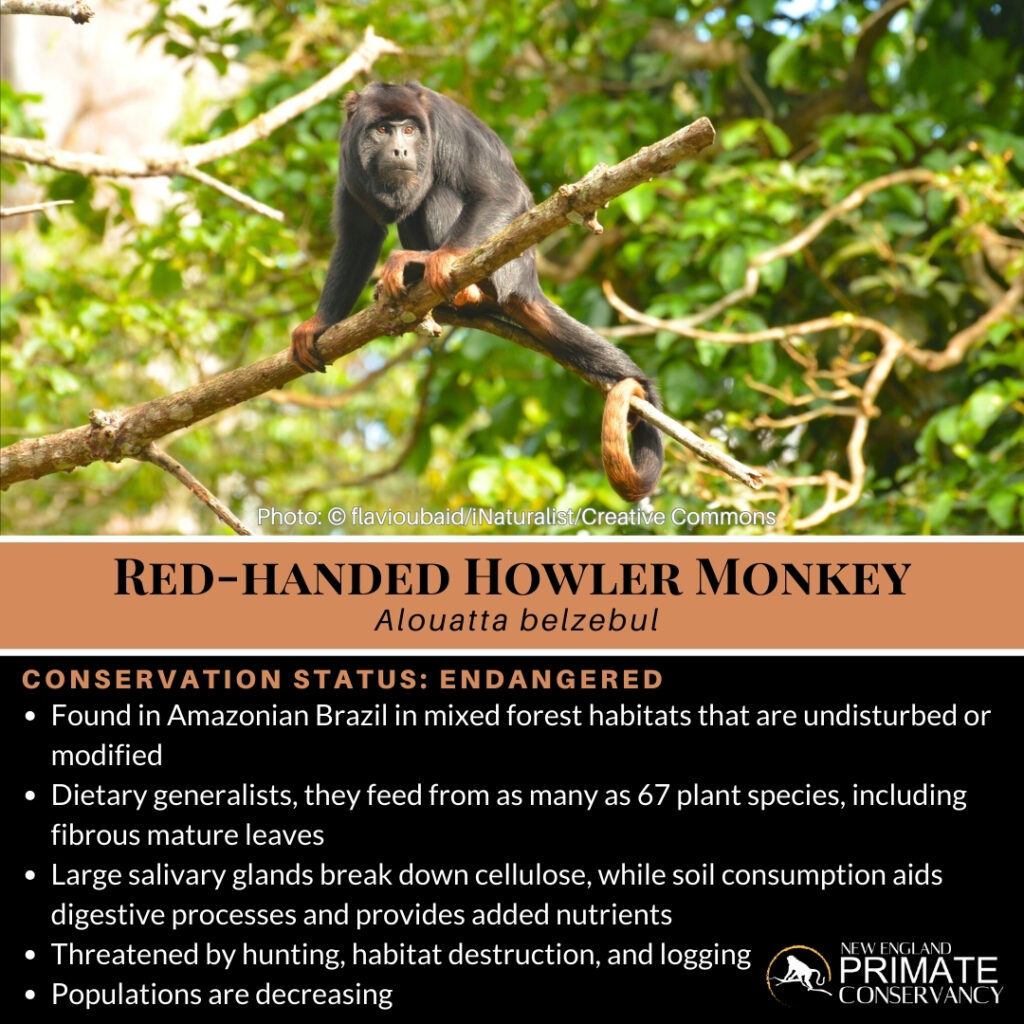 Red-Handed Howler, Alouatta belzebul - New England Primate Conservancy