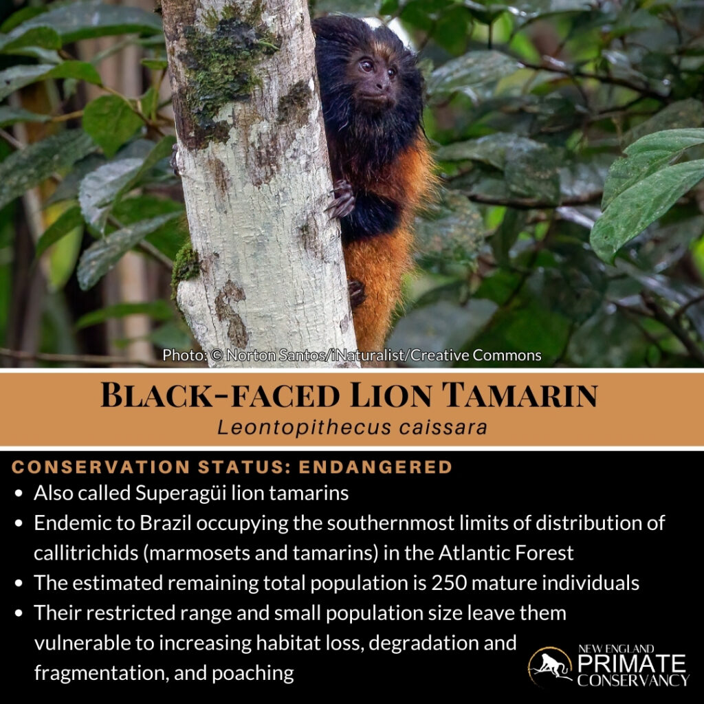 Black-Faced Lion Tamarin, Leontopithecus caissara - New England Primate ...