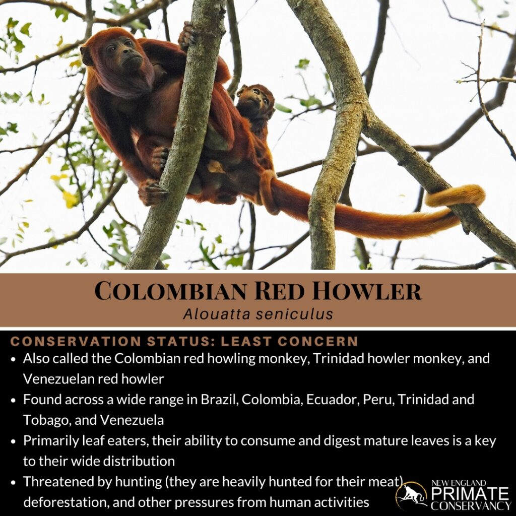 Colombian Red Howler, Alouatta seniculus - New England Primate Conservancy