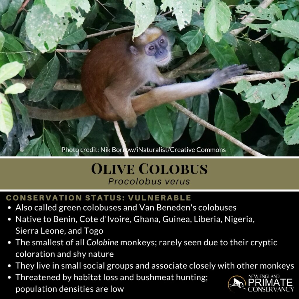 Olive Colobus, Procolobus verus - New England Primate Conservancy