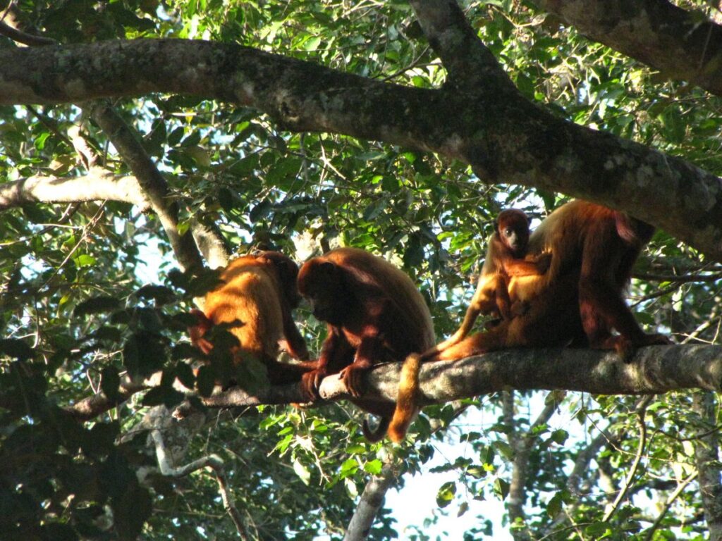 Ursine Howler Monkey, Alouatta arctoidea - New England Primate Conservancy