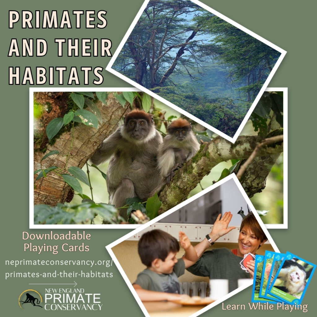 Primates & Their Habitats | New England Primate Conservancy