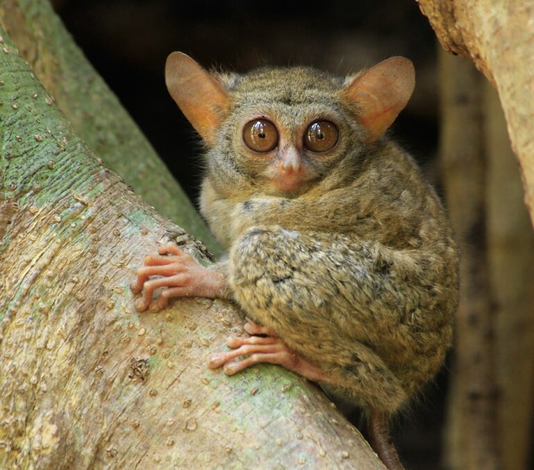 Gursky’s Spectral Tarsier, Tarsius spectrumgurskyae - New England ...