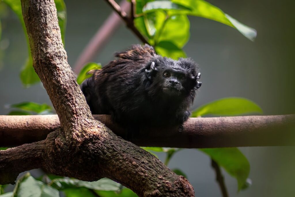 Tamarins | New England Primate Conservancy