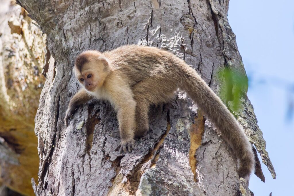 Guianan Weeper Capuchin, Cebus olivaceus | New England Primate Conservancy