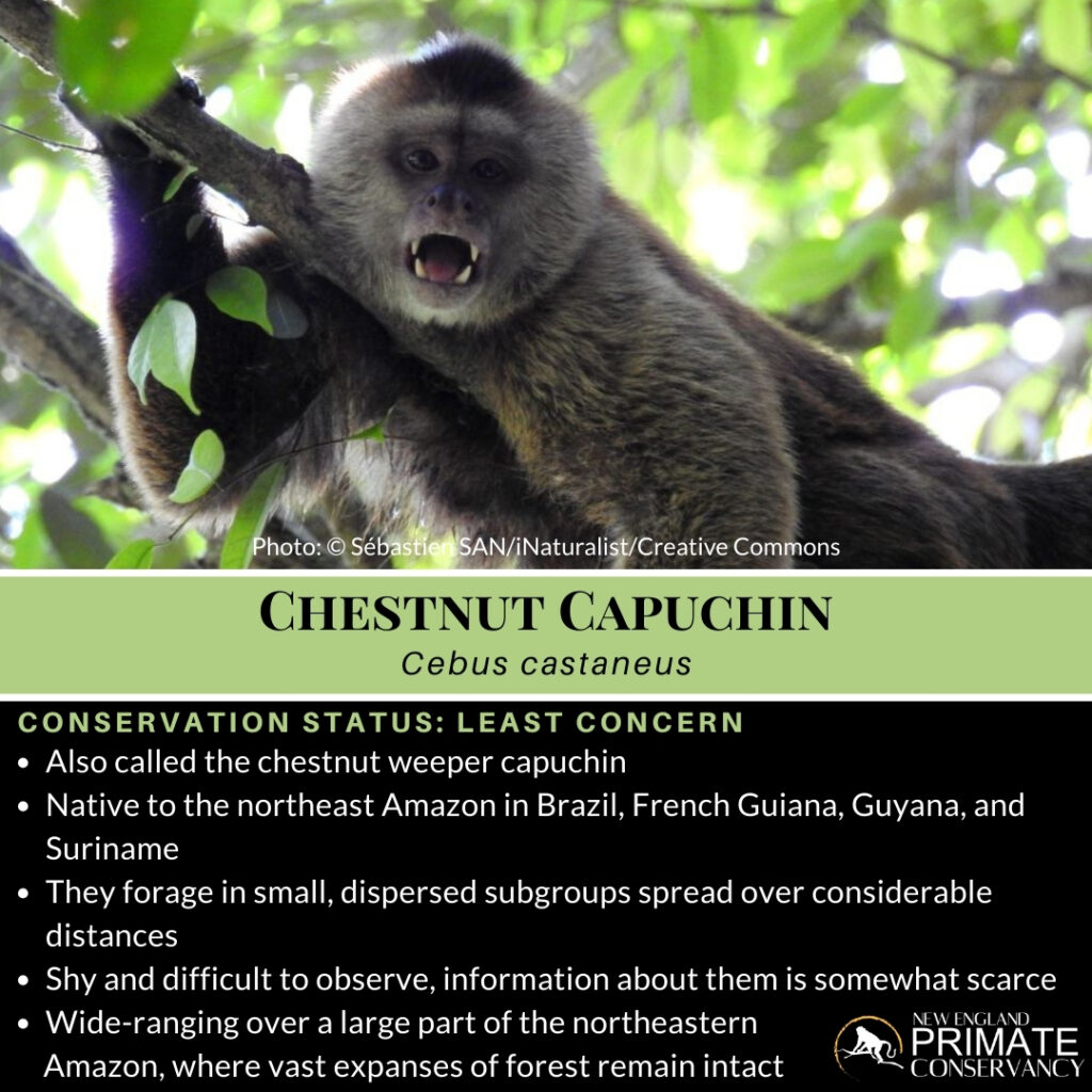 Chestnut Capuchin, Cebus castaneus - New England Primate Conservancy