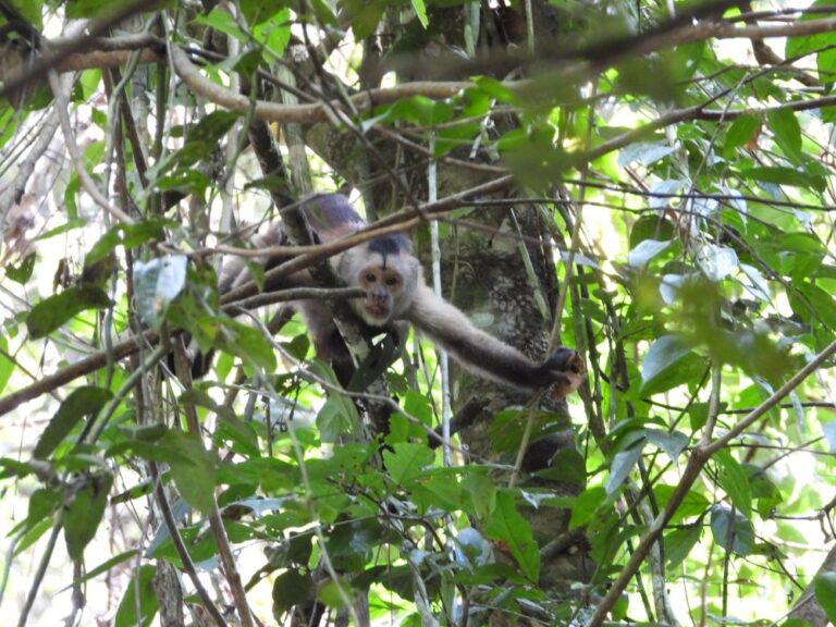 Chestnut Capuchin, Cebus castaneus - New England Primate Conservancy