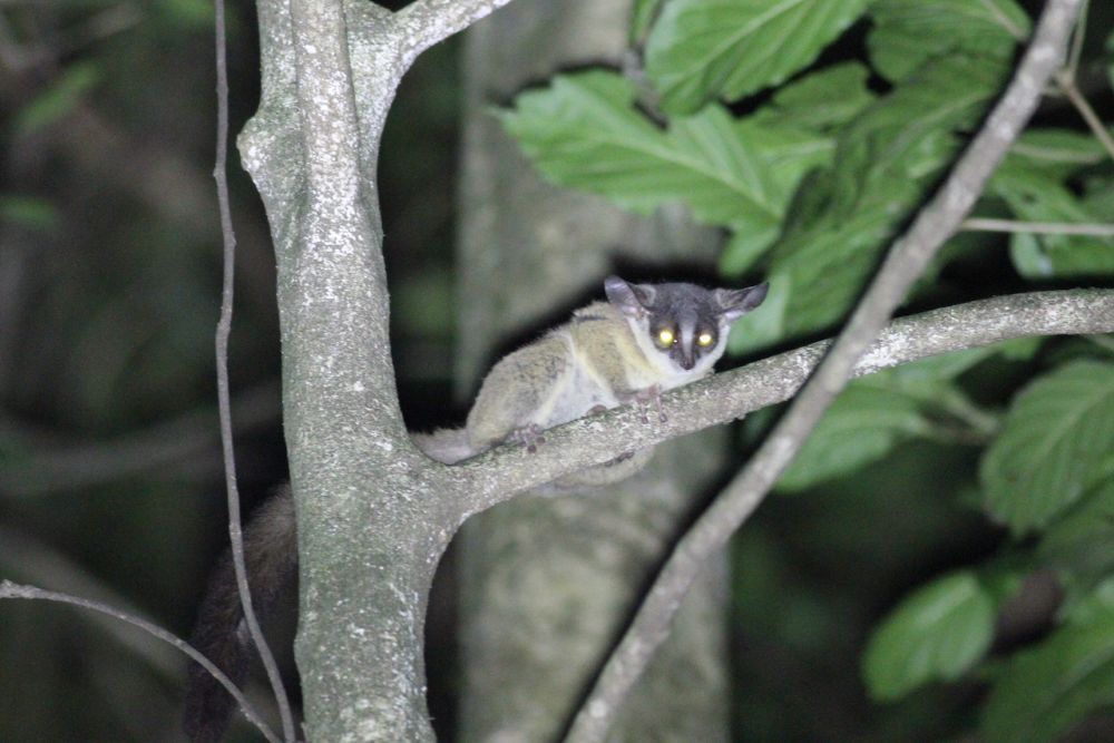 Galagos And Bushbabies | New England Primate Conservancy