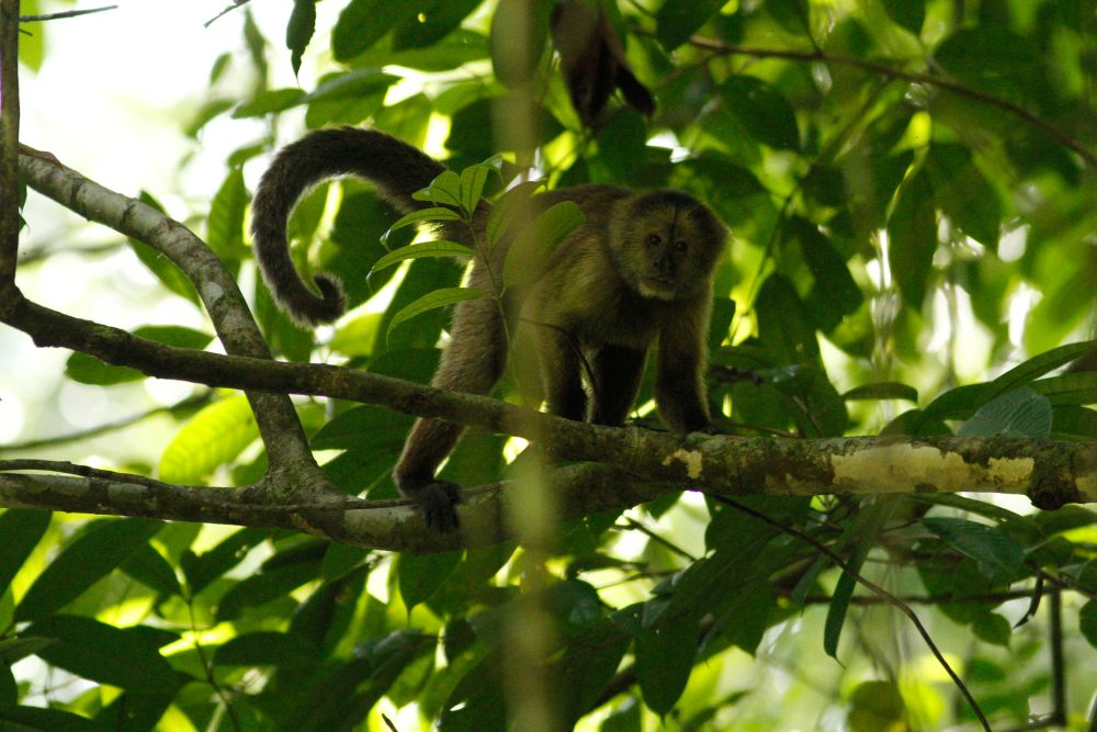 Chestnut Capuchin, Cebus castaneus - New England Primate Conservancy