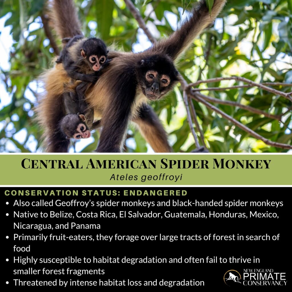 Central American Spider Monkey, Ateles geoffroyi - New England Primate ...