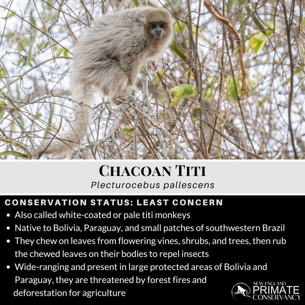 Chacoan Titi, Plecturocebus pallescens - New England Primate Conservancy