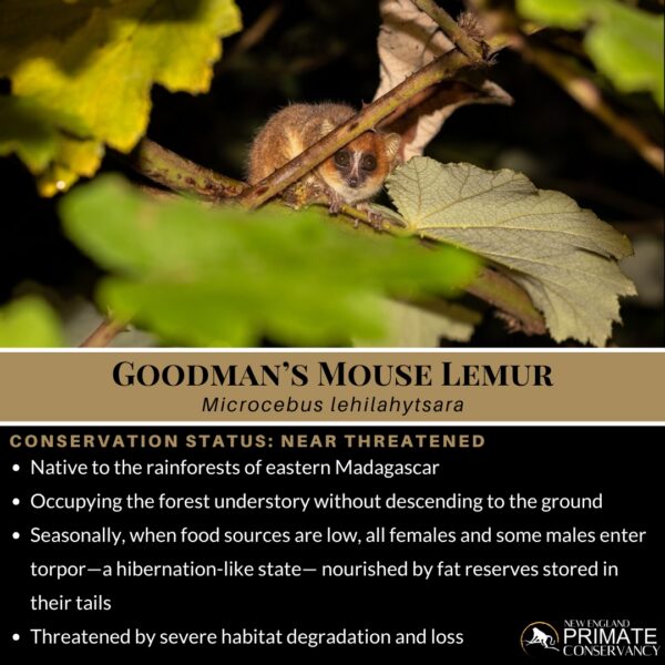 Goodman’s Mouse Lemur, Microcebus lehilahytsara - New England Primate ...