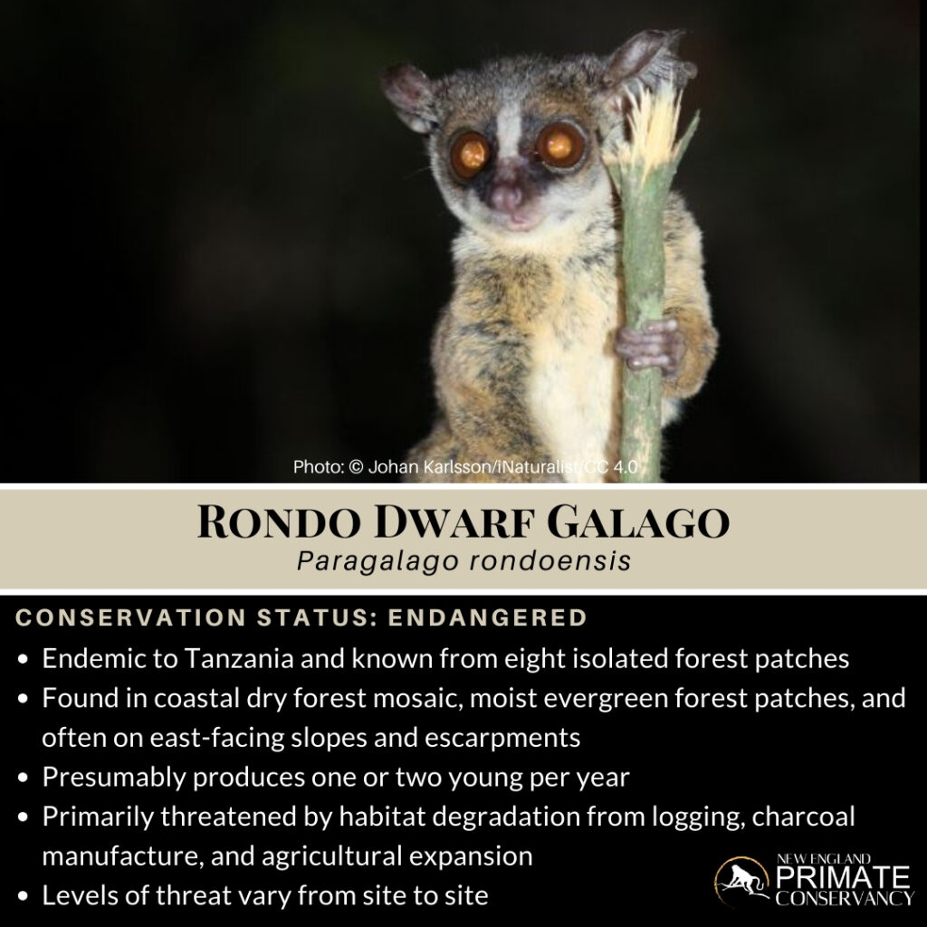 Rondo Dwarf Galago, Paragalago rondoensis - New England Primate Conservancy