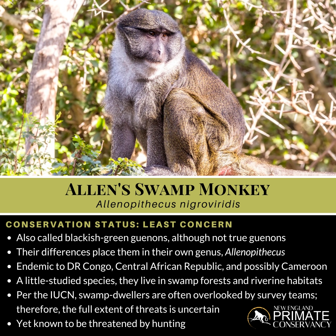 Allen’s Swamp Monkey, Allenopithecus nigroviridis | New England Primate ...