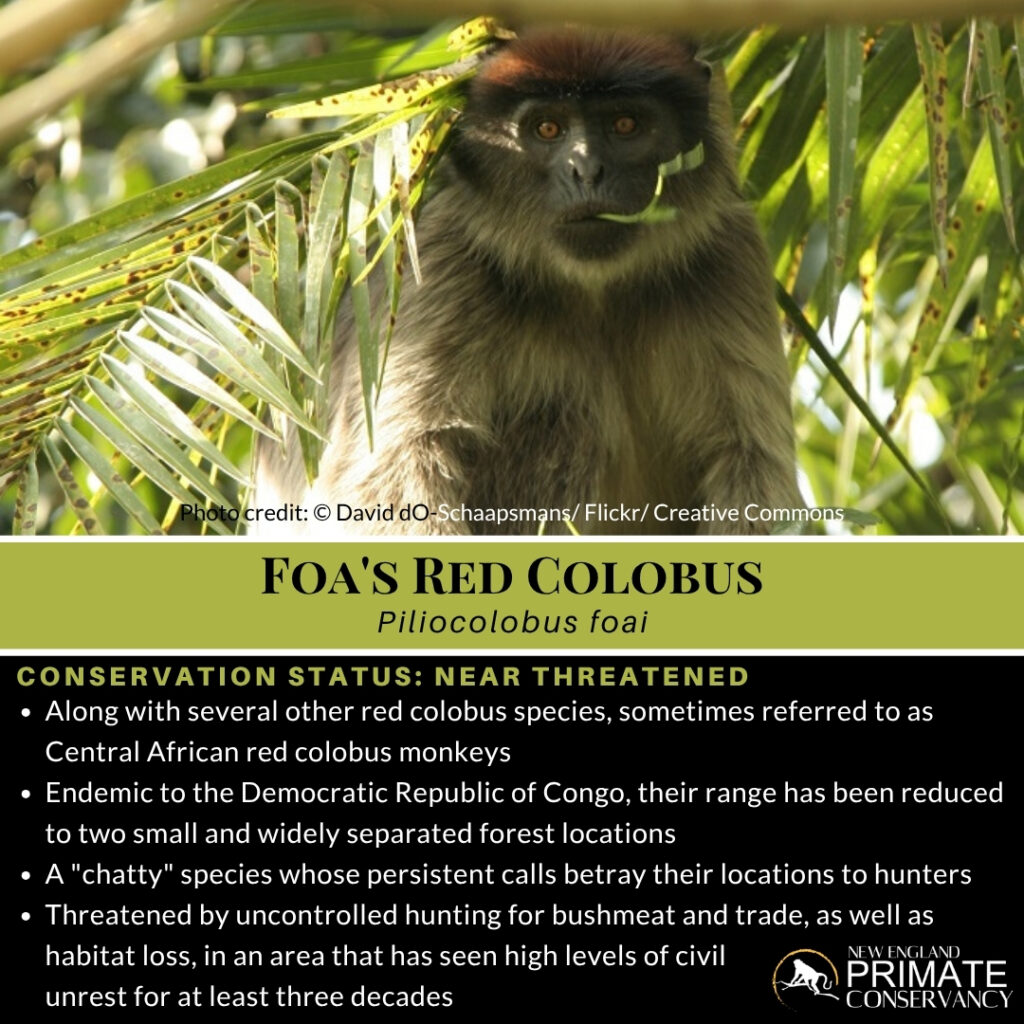 Foa’s Red Colobus, Piliocolobus foai - New England Primate Conservancy
