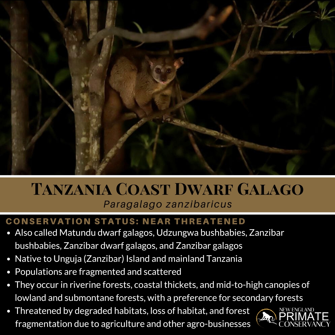 Tanzania Coast Dwarf Galago, Paragalago zanzibaricus